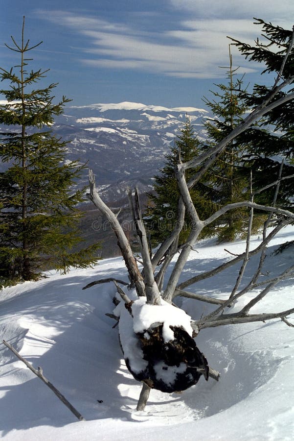 Fallen tree on the ground stock photo. Image of fallen - 7172488