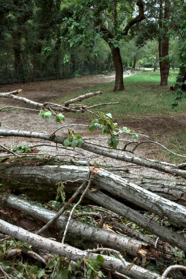 Fallen Tree Blocks Road Stock Photos - Free & Royalty-Free Stock Photos ...