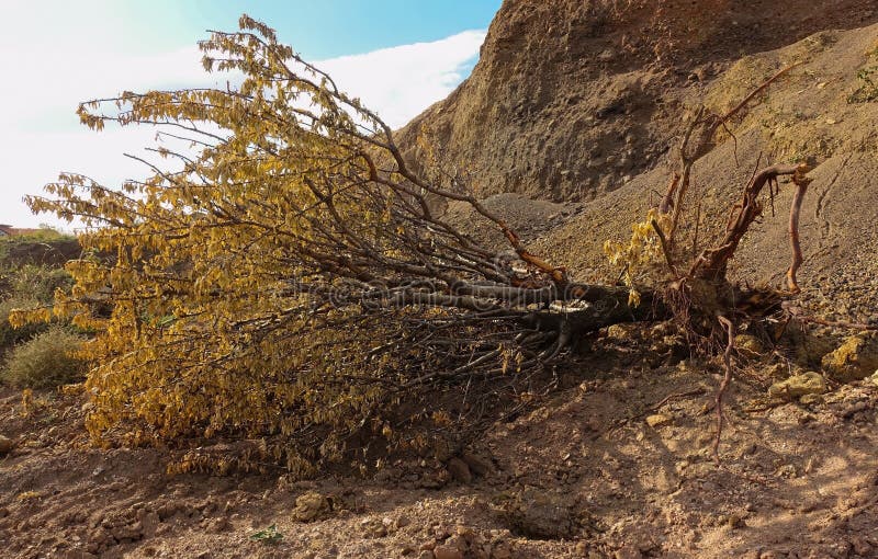 A Fallen Tree on the Ground Stock Photo - Image of dune, landscape ...
