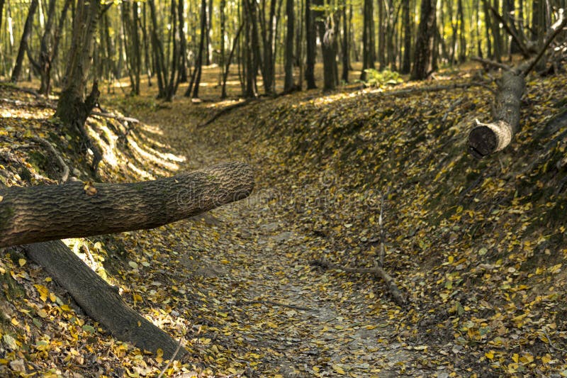 Fallen Tree on a Ground Path through a Forest Stock Photo - Image of ...