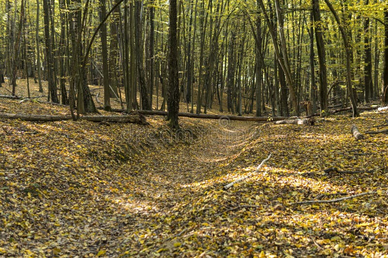 Fallen Tree on a Ground Path through a Forest Stock Image - Image of ...