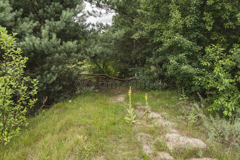 Fallen Tree on a Ground Road in the Forest Stock Image - Image of ...