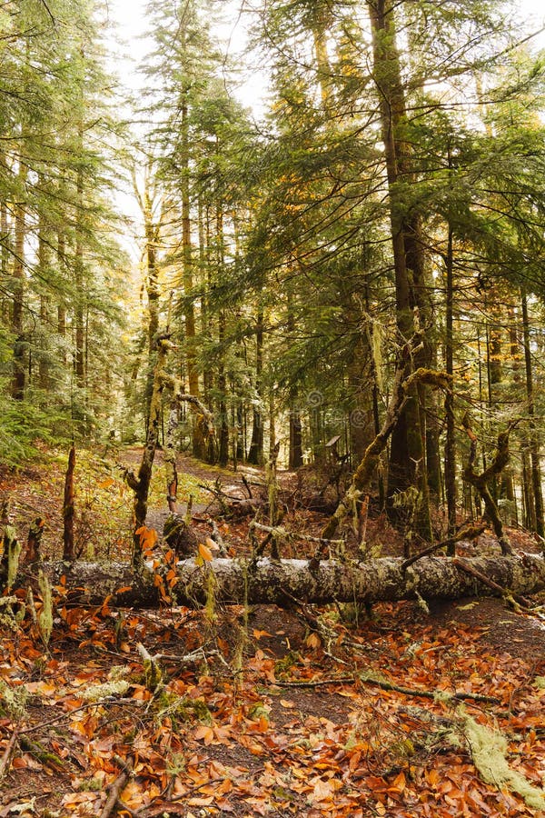 A Fallen Tree on the Ground between Trees in a Spruce Forest. Stock ...