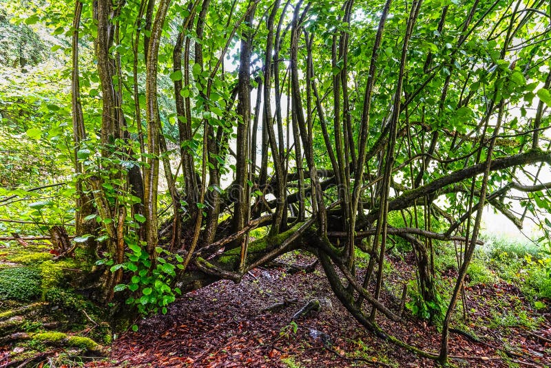 Fallen Tree with Comb-shaped Branches Stock Image - Image of outdoor ...