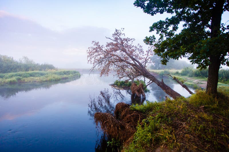 Fallen Tree Hanging Above River Surface after Storm Stock Photo - Image ...