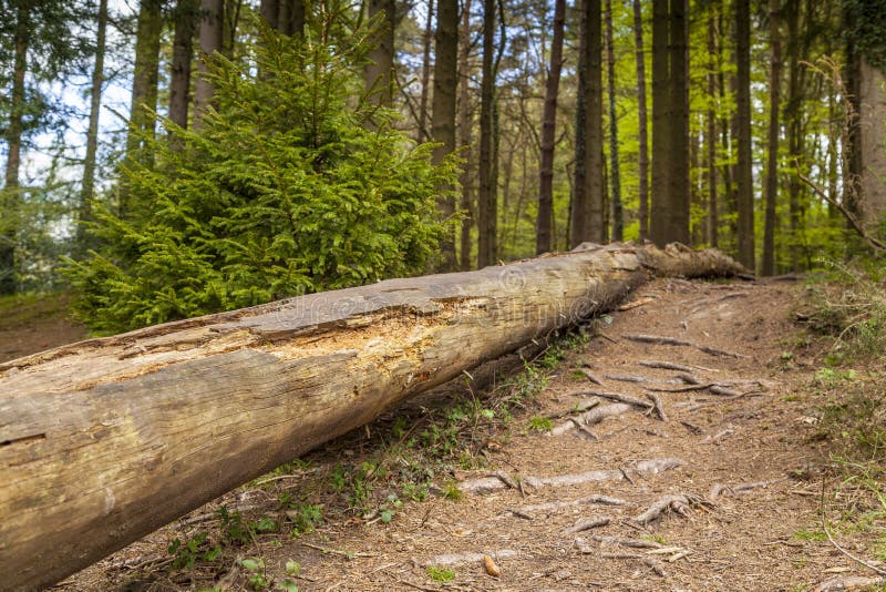 Fallen Tree stock photo. Image of edge, fallen, trunk - 97681028