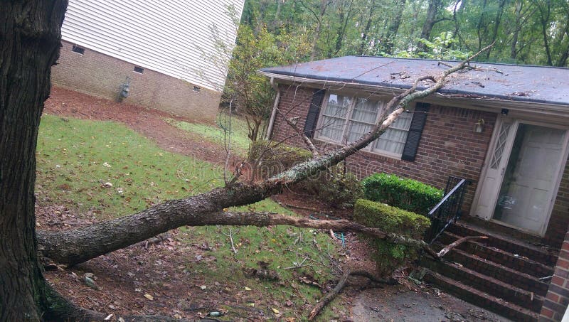 Fallen tree editorial image. Image of tree, house, fallen - 78398595