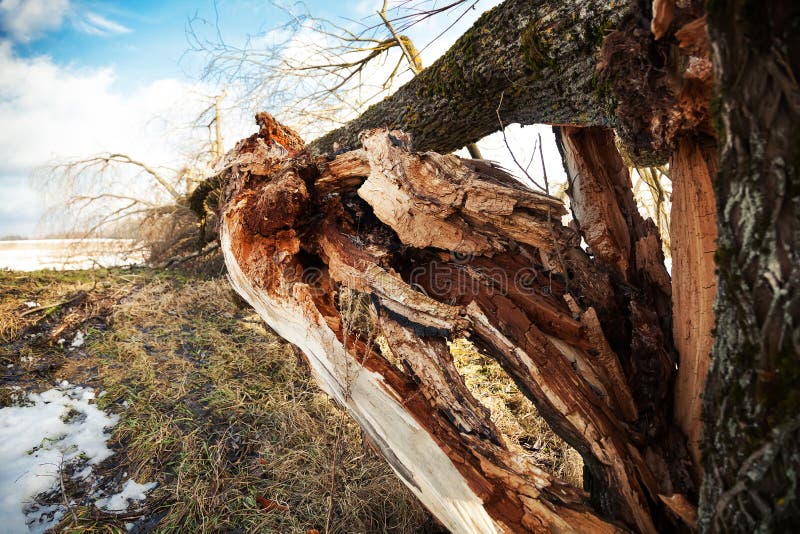 A Fallen Tree after a Hurricane Against the Blue Sky. a Broken Tree ...