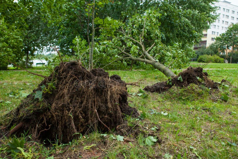A Fallen Tree after Hurricane Stock Image - Image of danger, forestry ...