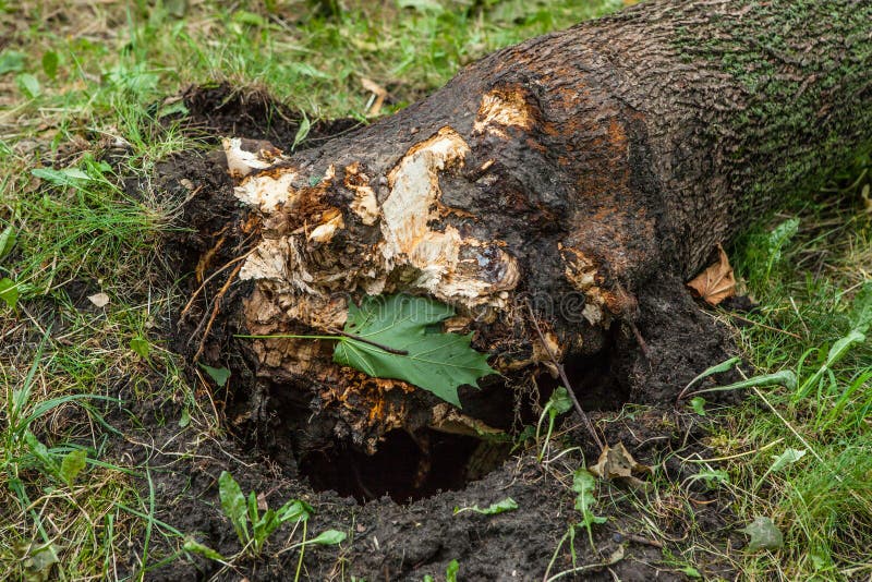 A Fallen Tree after Hurricane Stock Photo - Image of horizontal ...