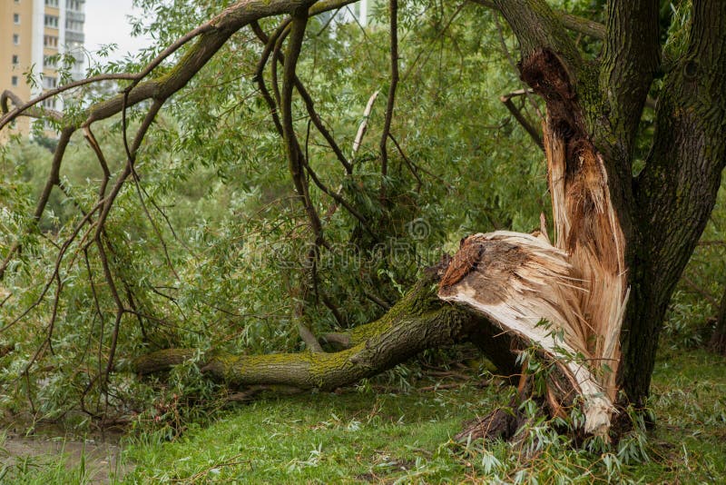 A Fallen Tree after Hurricane Stock Photo - Image of golden, horizontal ...