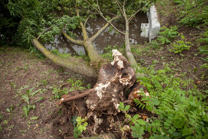 A Fallen Tree after Hurricane Stock Photo - Image of effects, flora ...