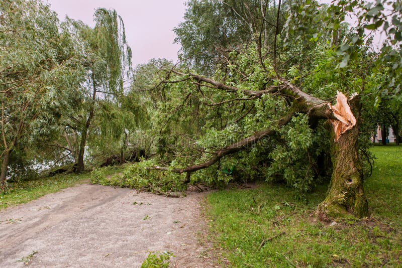 A Fallen Tree after Hurricane Stock Image - Image of horizontal, breezy ...