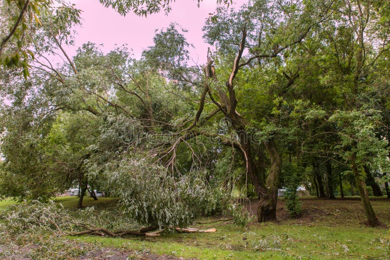 A Fallen Tree after Hurricane Stock Photo - Image of botanical, bending ...