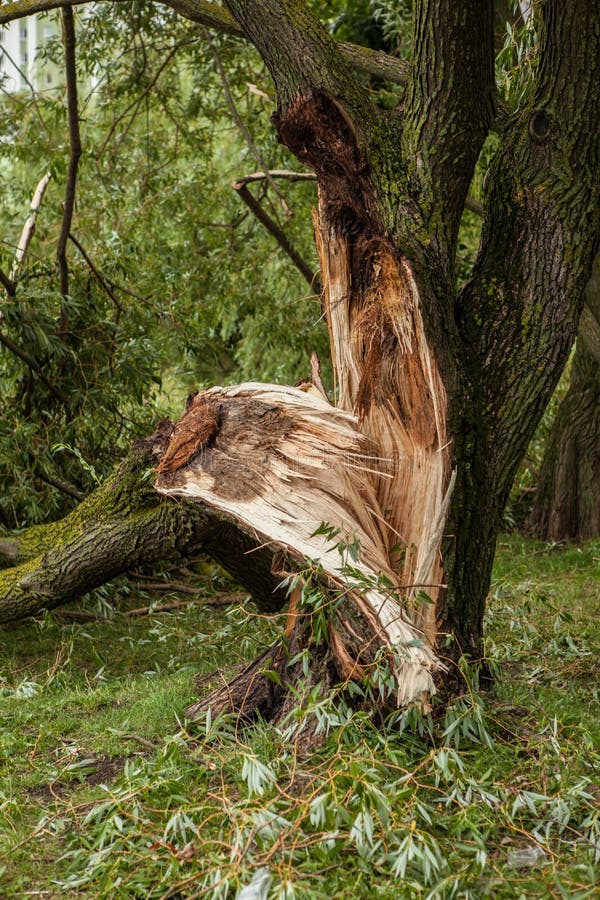 A Fallen Tree after Hurricane Stock Photo - Image of golden, horizontal ...