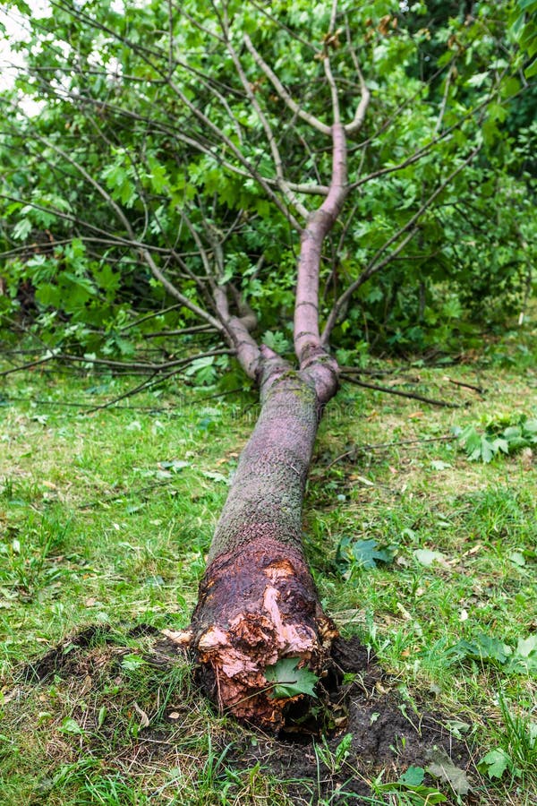 A Fallen Tree after Hurricane Stock Image - Image of overcast ...