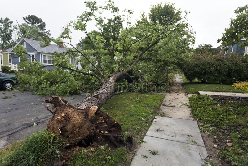 Storm damage stock photo. Image of devastation, tree - 249729628