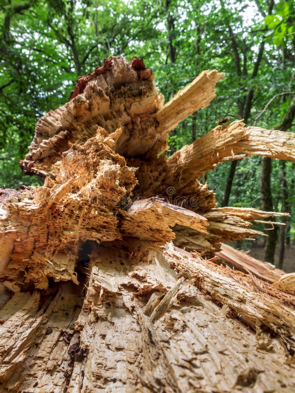 Fallen tree II stock photo. Image of damage, stem, brown - 64310868