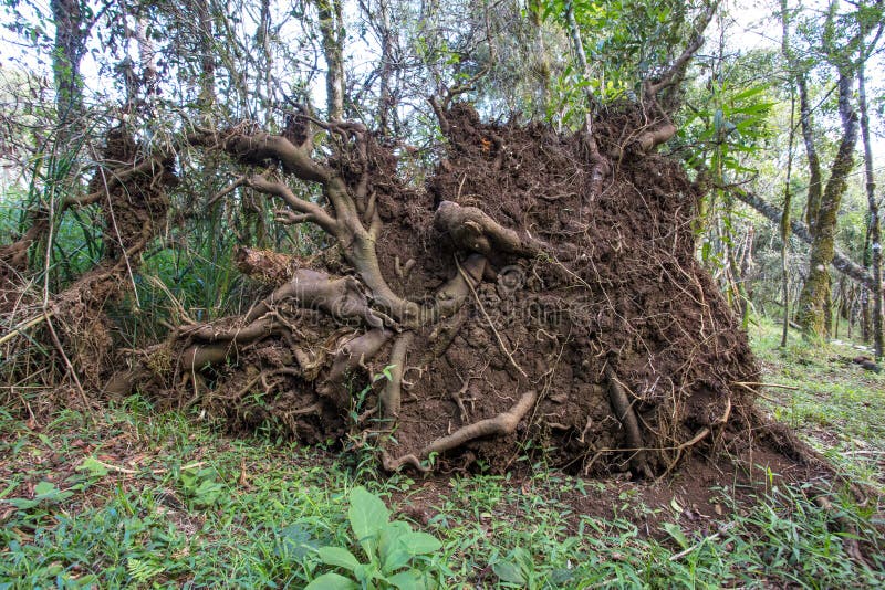 Exposed fallen tree roots stock image. Image of australia - 117874111