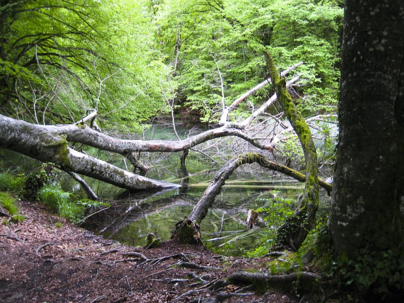 A Fallen Tree in the Jungle Stock Photo - Image of moss, forest: 120432380