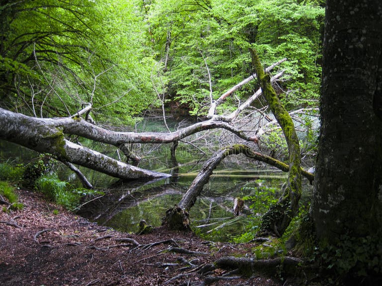 A Fallen Tree in the Jungle Stock Image - Image of person, plant: 130458829