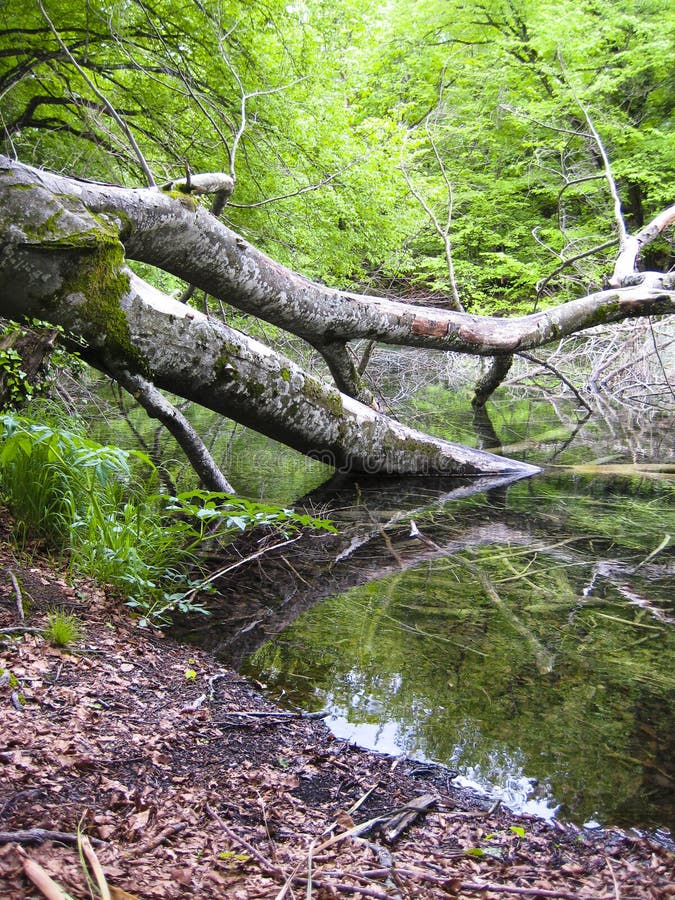 A Fallen Tree in the Jungle Stock Photo - Image of moss, forest: 120432380