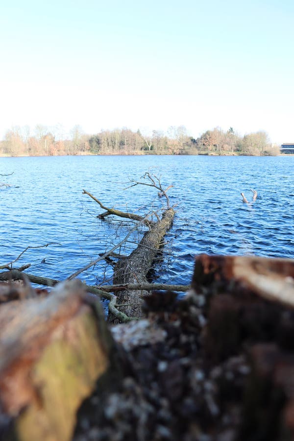Fallen tree in a lake stock image. Image of brown, tree - 172359239