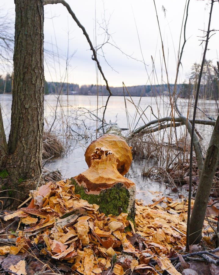 A fallen tree at a lake stock image. Image of marks - 365147751