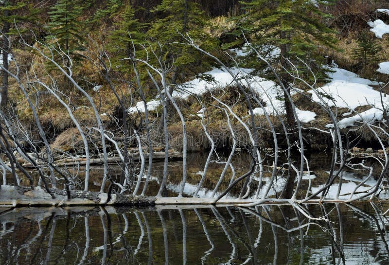 Fallen Tree on Lake stock image. Image of tree, snow - 54231679