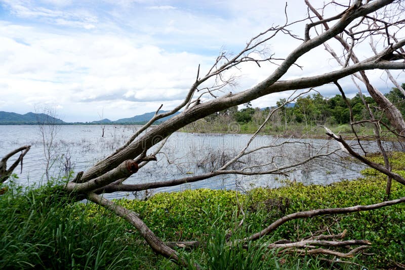 Fallen Tree beside Lake, Nature Backgorund Stock Image - Image of ...