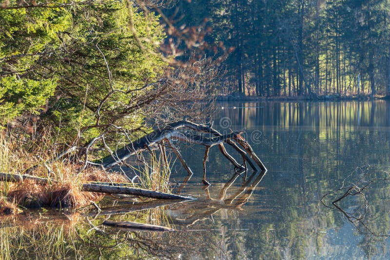 Fallen Tree at Lake Tuettensee Stock Photo - Image of recreation, shore ...