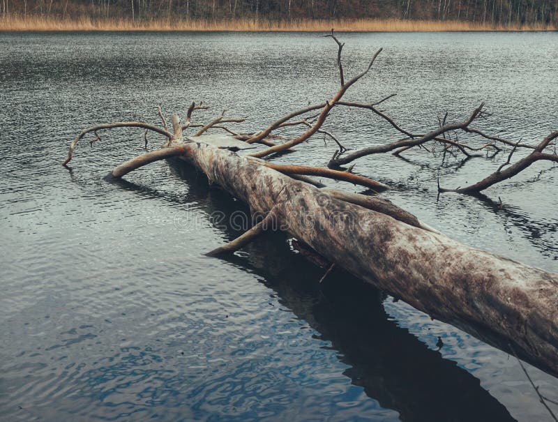 Fallen Tree in Lake during Winter Stock Image - Image of water, lake ...