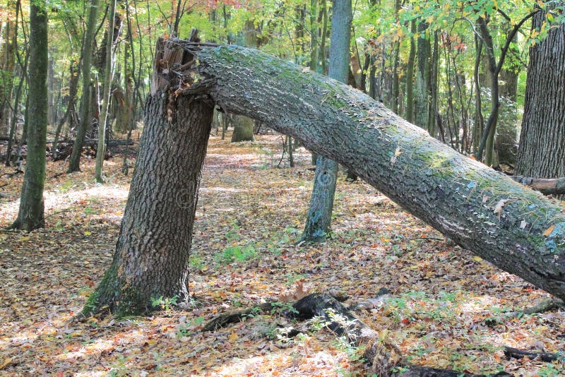Fallen Tree stock photo. Image of wind, fallen, wood - 98138760