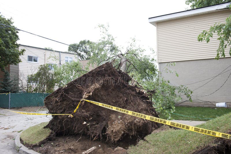 Fallen Tree stock image. Image of destruction, risk, spring - 42905319