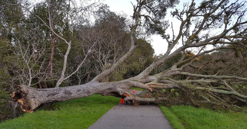 Fallen tree stock image. Image of storm, uprooted, foot - 86423821