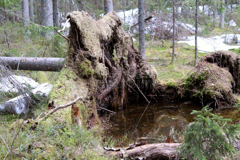 A Fallen Tree with a Large Root in the Middle of a Puddle in the Forest ...