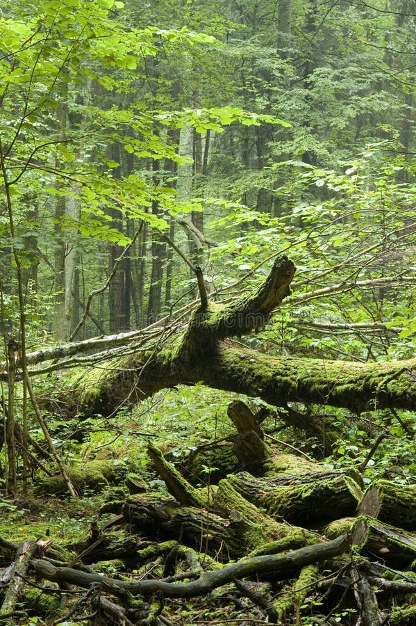 Fallen tree laying stock photo. Image of decay, decomposition - 2173198