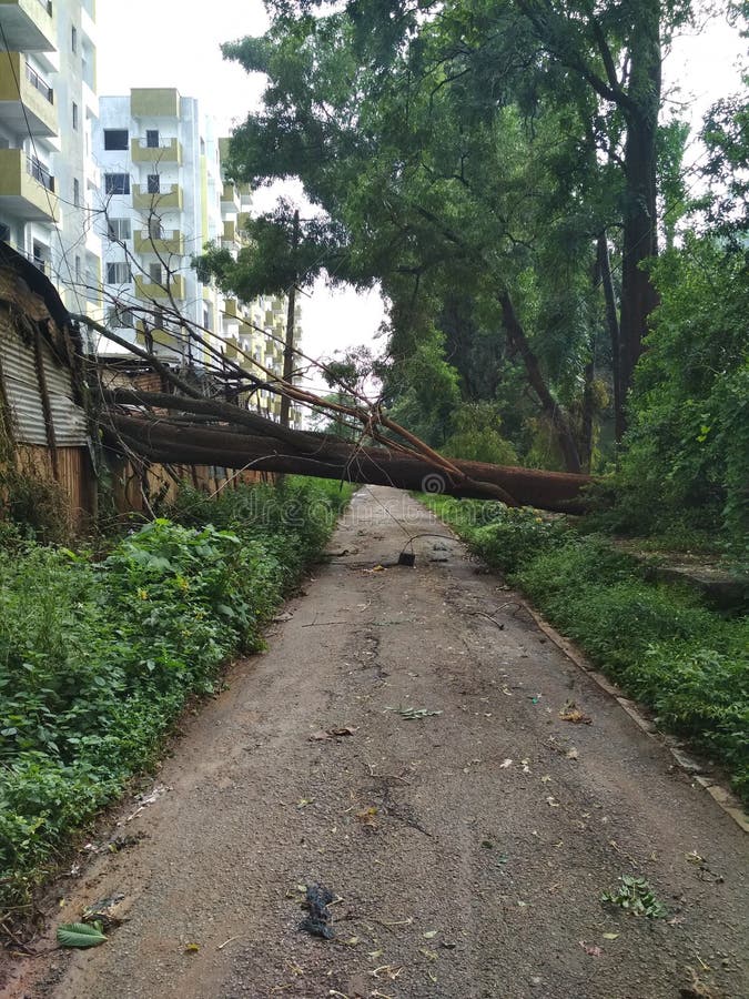 A Fallen Tree Lays on Wall that Has Been Damaged by a Hurricane. Stock ...