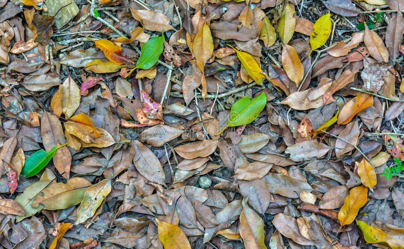 Fallen tree leaves stock image. Image of distribution - 88583355