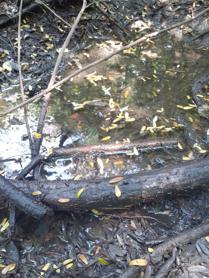 Fallen Tree Leaves and Mud Branches Stock Photo - Image of tree, branch ...
