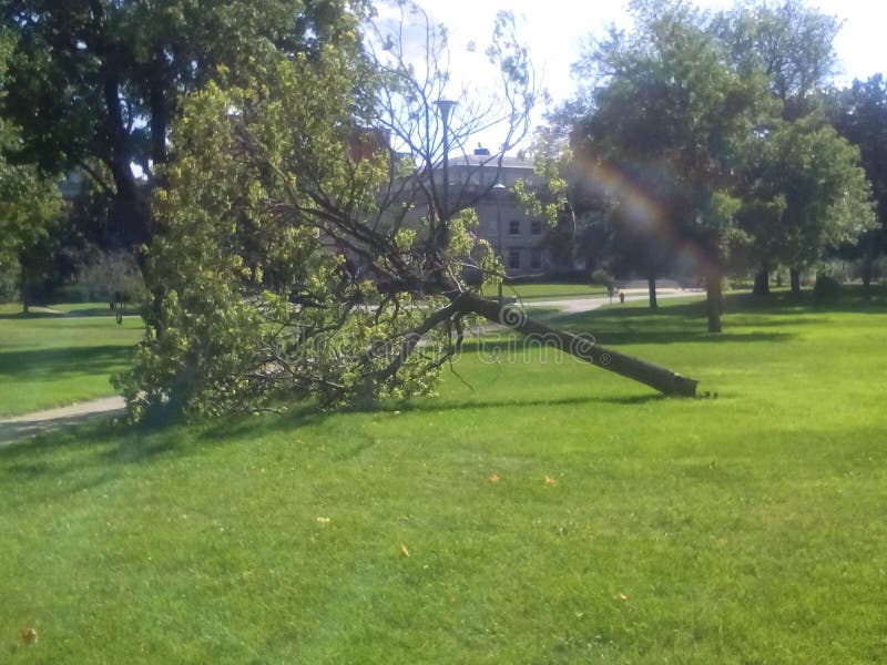 Fallen Tree, Library Park; Kenosha, Wisconsin Stock Photo - Image of ...