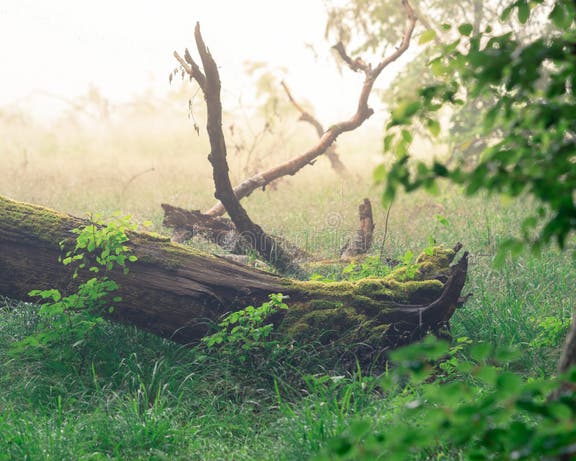 Fallen Tree Lies in a Grassy Field Stock Image - Image of nature ...