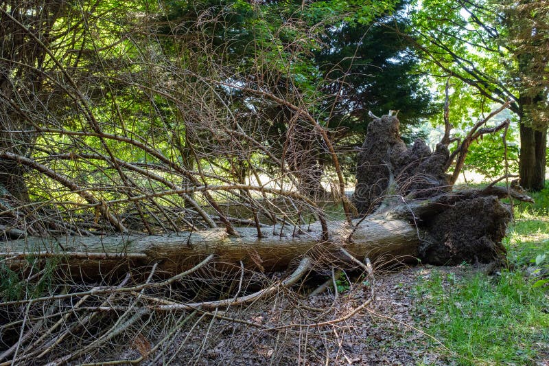 A Leafless Fallen Tree, Forty Hall, Uk Stock Image - Image of roots ...