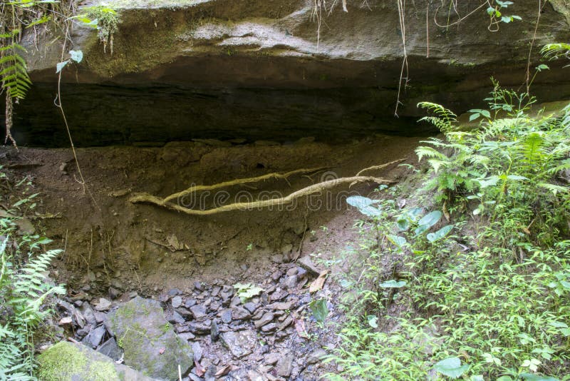 Fallen Tree Limb at Cave Opening Stock Image - Image of nature, shallow ...