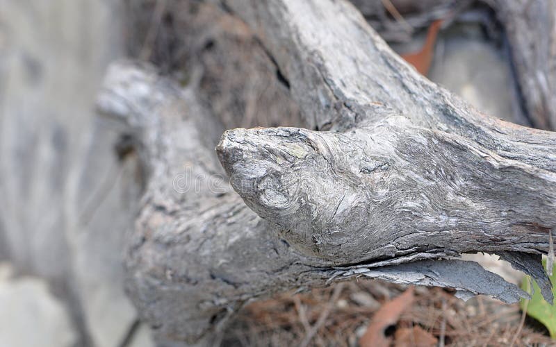 A Fallen Tree Log in the Forest Stock Photo - Image of animals, forming ...