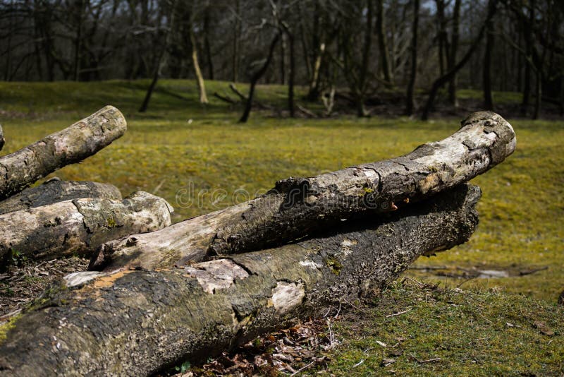 Fallen Tree Log in Forest Sand Leafes Old Mossy Texture Stock Photo ...
