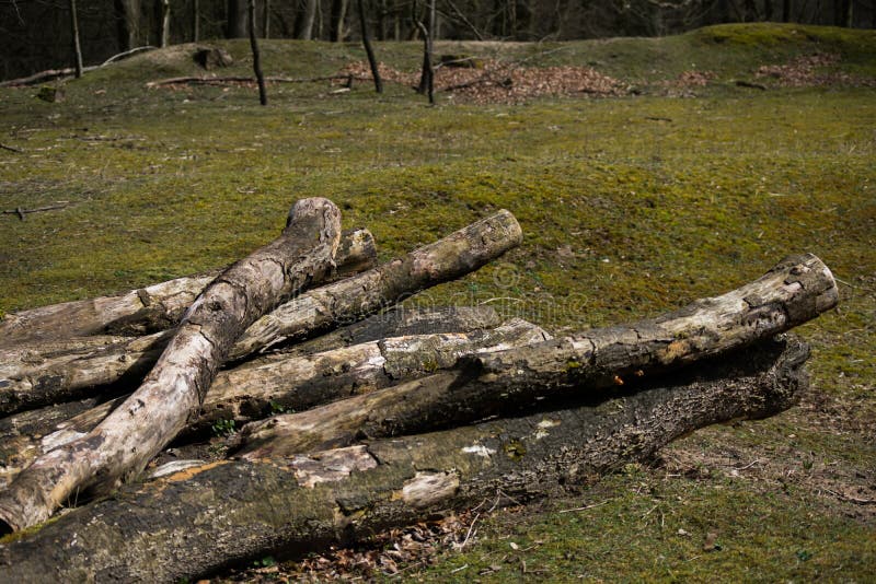 Fallen Tree Log in Forest Sand Leafes Old Mossy Texture Stock Image ...