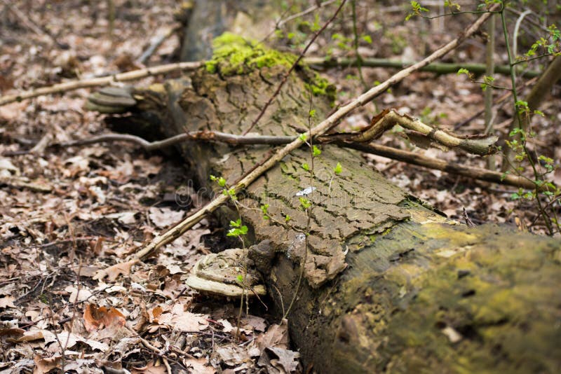 Fallen Tree Log in Forest Sand Leafes Old Mossy Texture Stock Photo ...