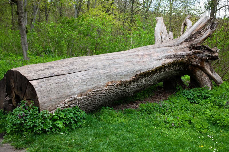 Fallen Tree Log in the Forest Stock Photo - Image of outdoor, river ...