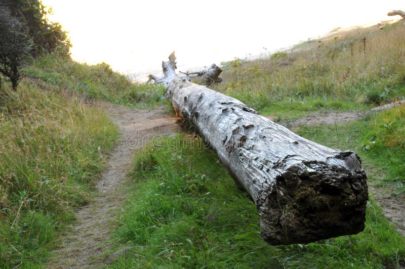 Fallen Tree Log on Grass stock photo. Image of pathway - 16725074